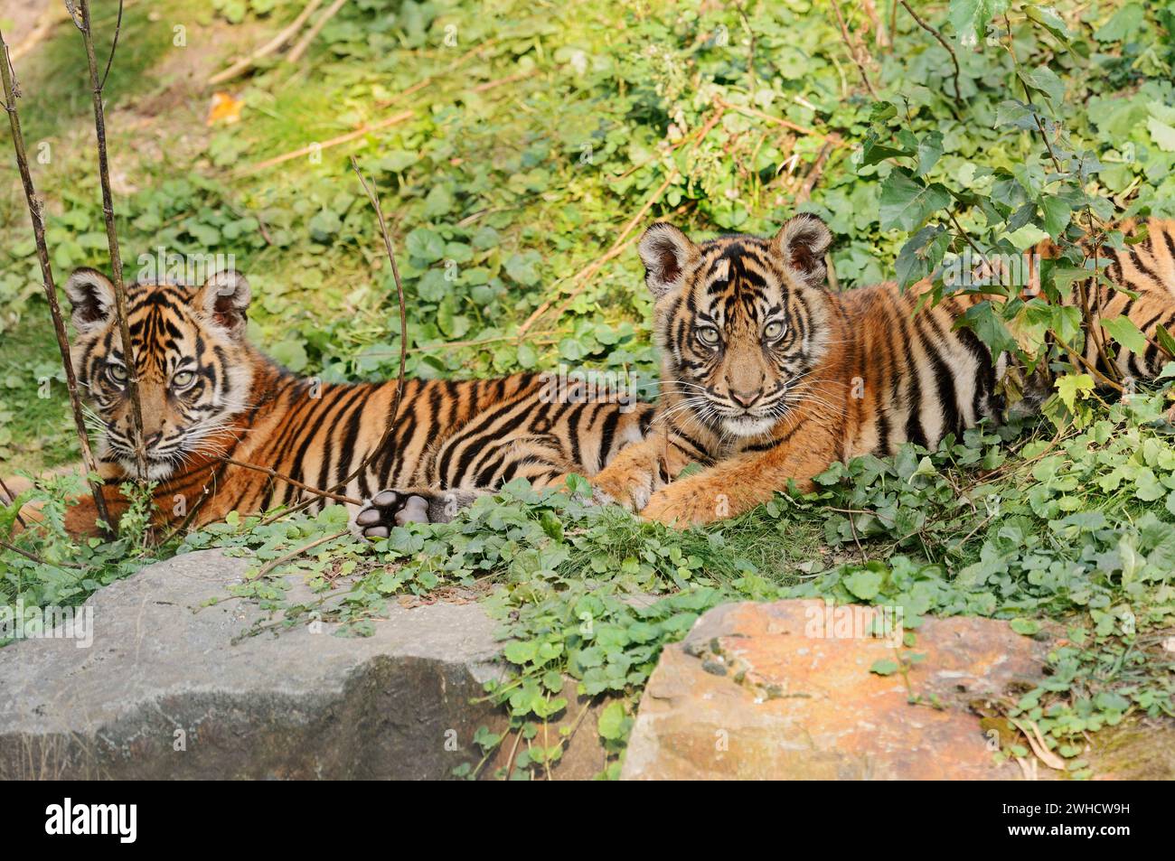 Sumatran tiger baby hi-res stock photography and images - Alamy