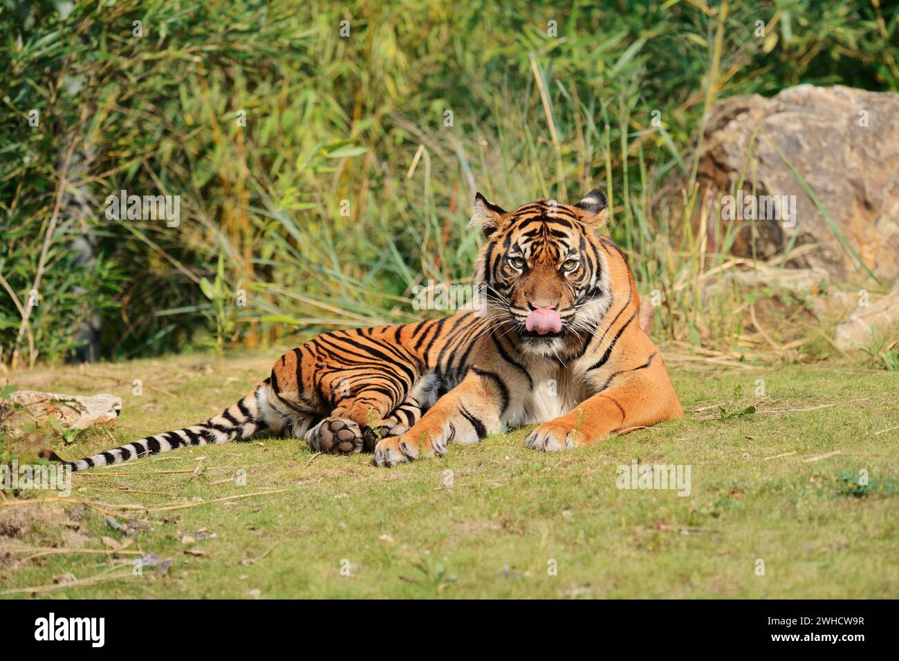 Sumatran tiger (Panthera tigris sumatrae), female, occurring on Sumatra ...