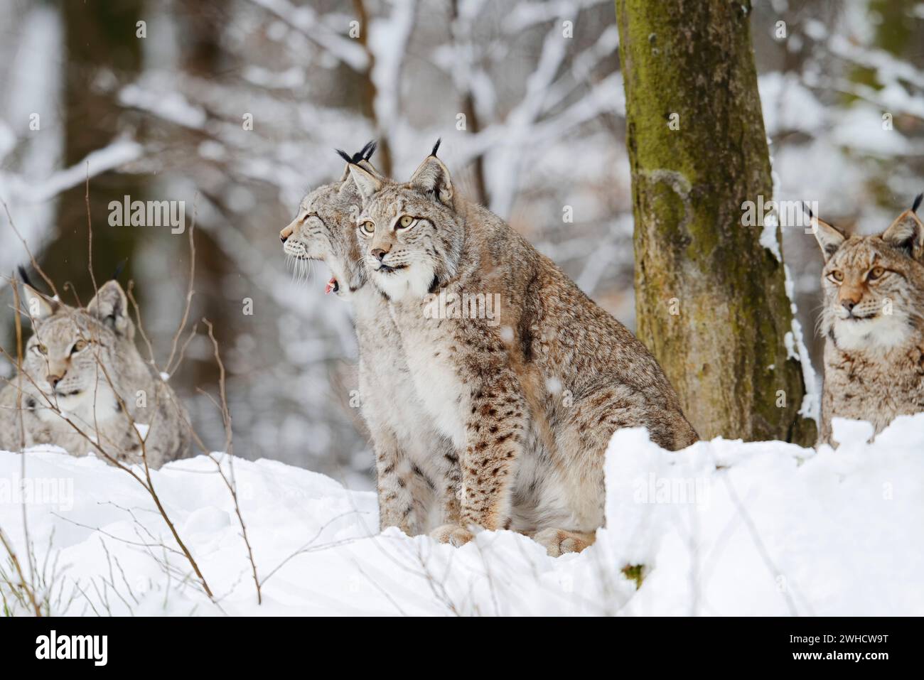 Eurasian lynx (Lynx lynx), lynx family in winter Stock Photo - Alamy