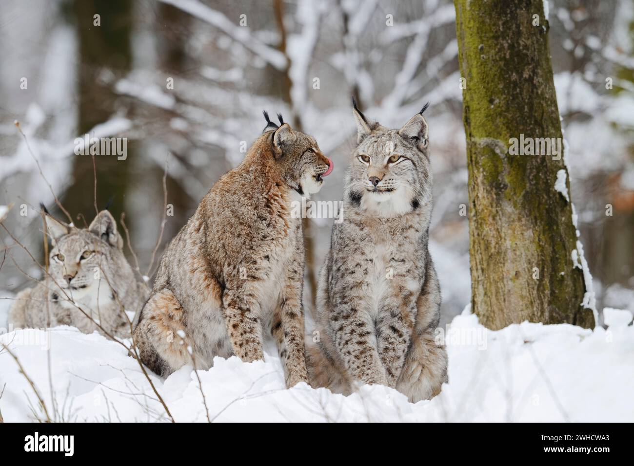 Eurasian lynx (Lynx lynx), lynx family in winter Stock Photo - Alamy