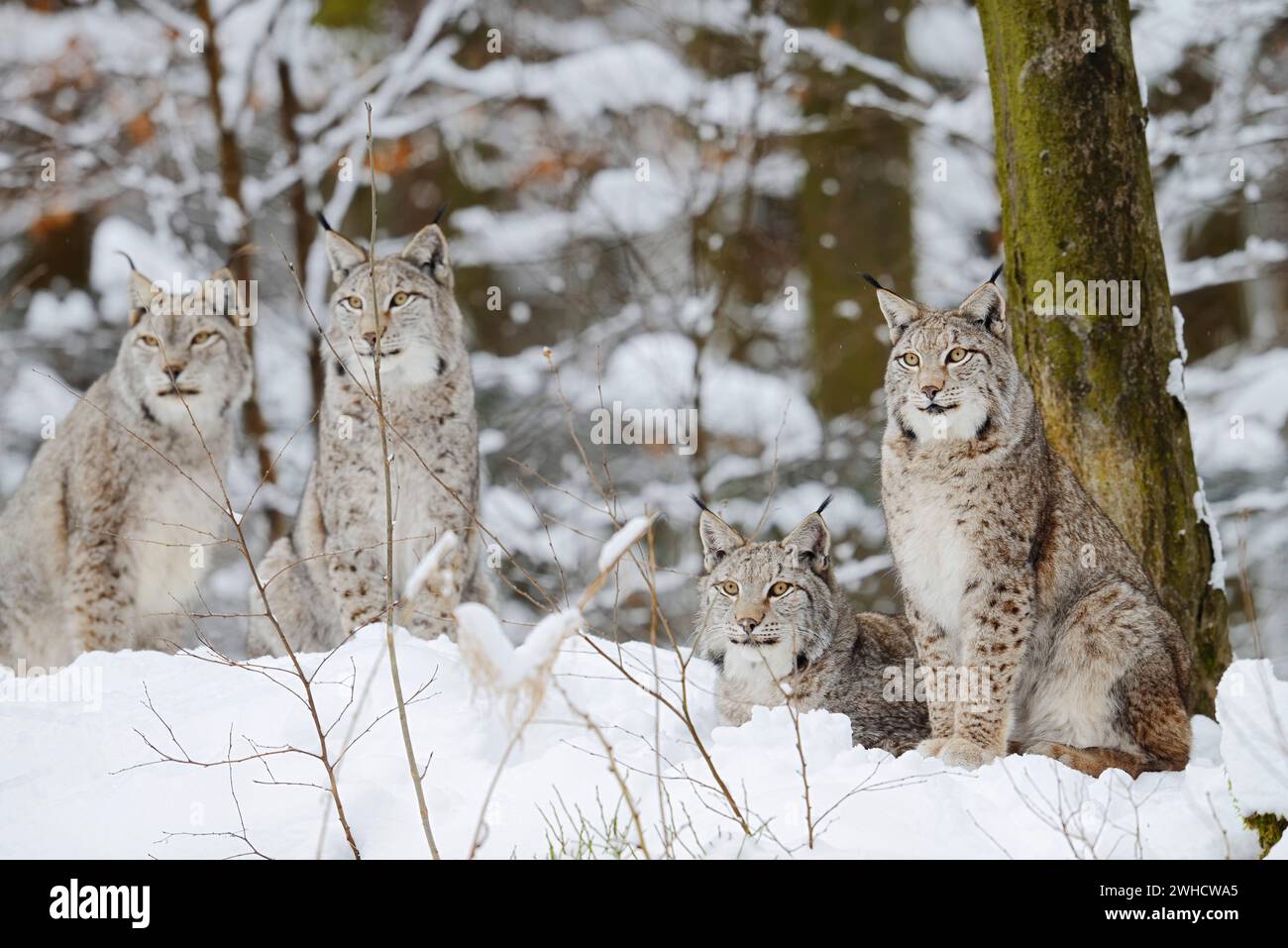 Eurasian lynx (Lynx lynx), lynx family in winter Stock Photo - Alamy