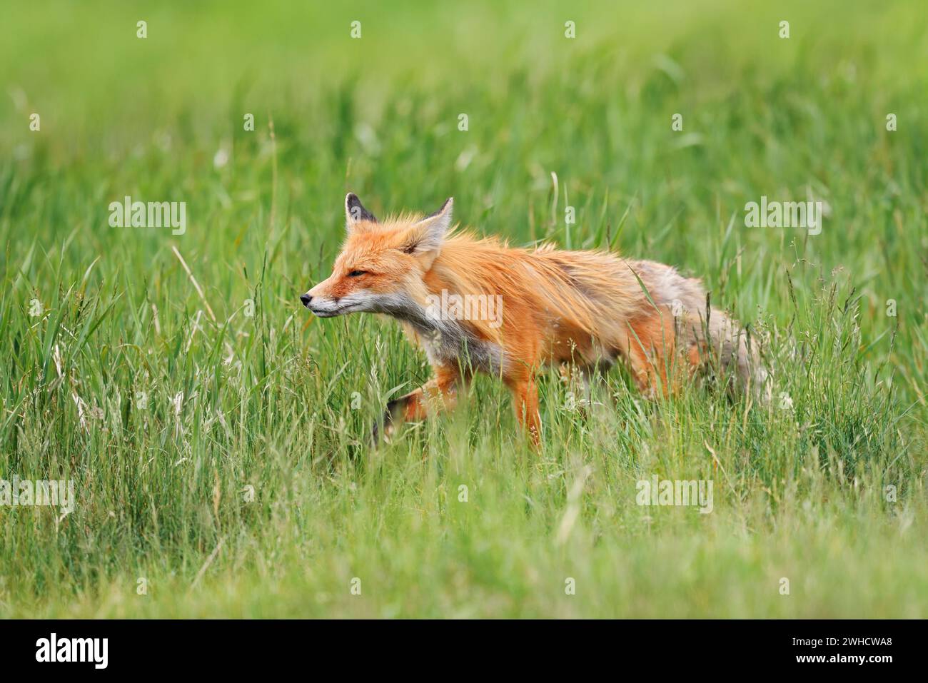 Red fox (Vulpes vulpes), Waterton Lakes National Park, Alberta, Canada ...