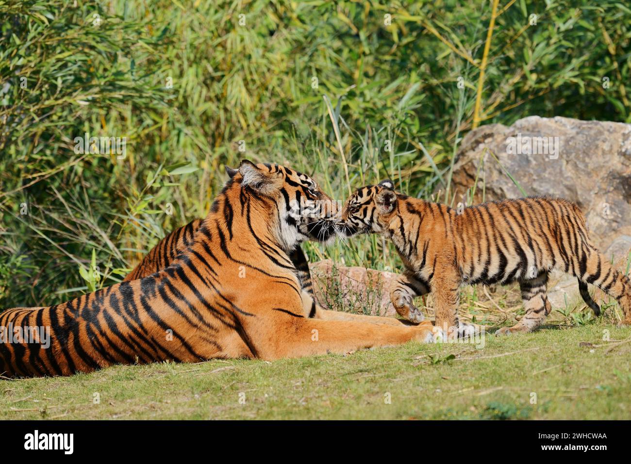 Sumatran tiger (Panthera tigris sumatrae), female with cub, occurring ...