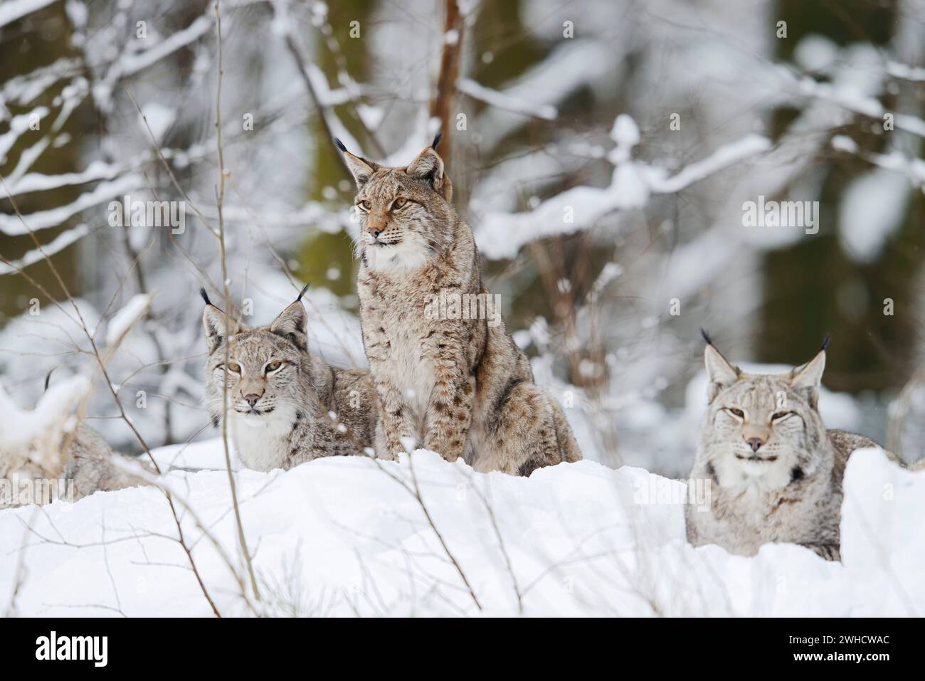 Eurasian lynx (Lynx lynx), lynx family in winter Stock Photo - Alamy