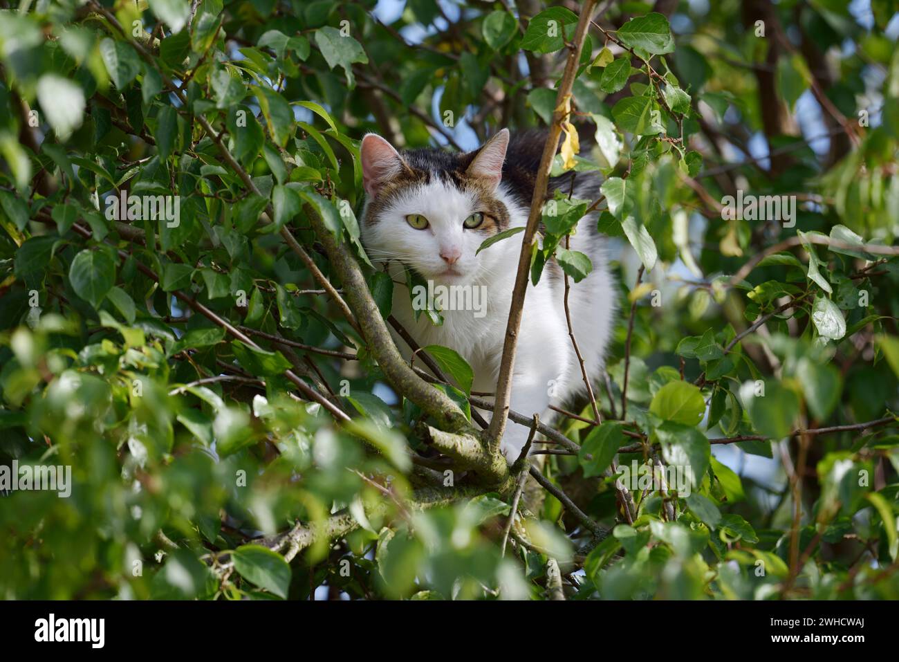 Domestic cat (Felis catus) in a tree, North Rhine-Westphalia, Germany ...