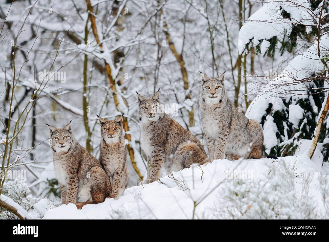 Eurasian lynx (Lynx lynx), lynx family in winter Stock Photo - Alamy