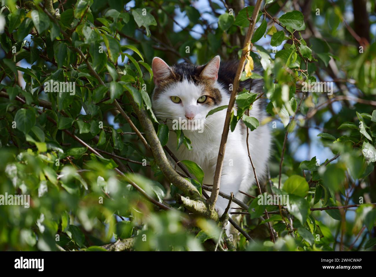 Domestic cat (Felis catus) in a tree, North Rhine-Westphalia, Germany ...