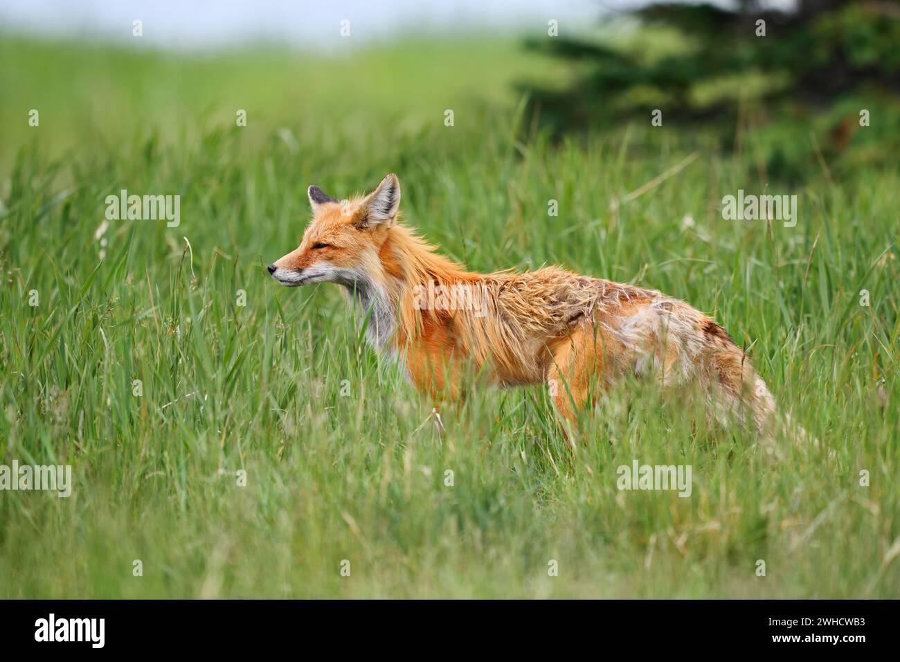 Red fox (Vulpes vulpes), Waterton Lakes National Park, Alberta, Canada ...