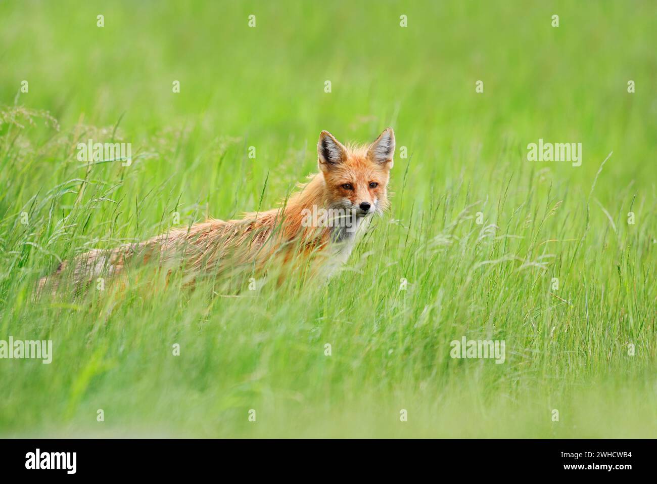 Red fox (Vulpes vulpes), Waterton Lakes National Park, Alberta, Canada ...
