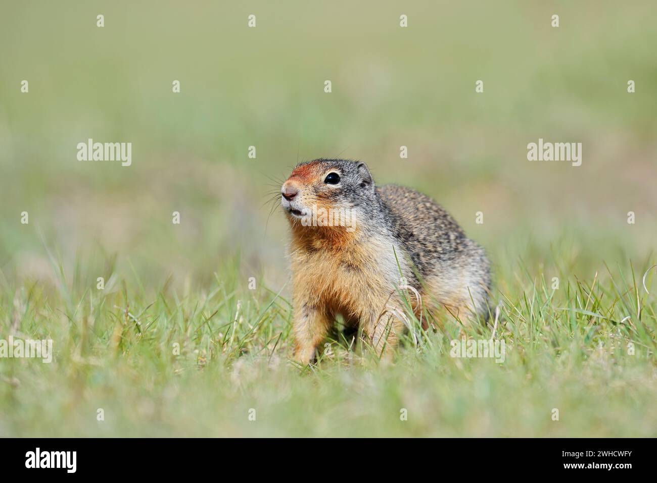 Columbia ground squirrel (Urocitellus columbianus, Spermophilus ...