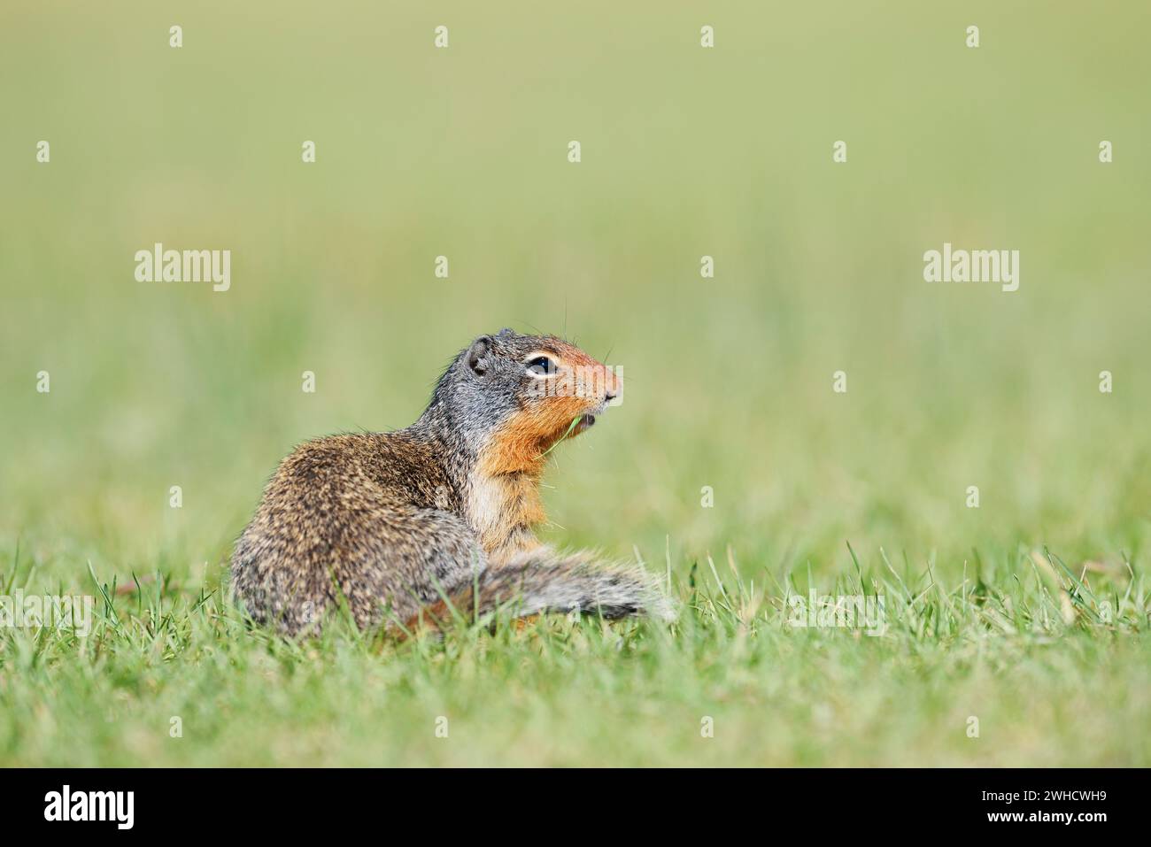 Columbia ground squirrel (Urocitellus columbianus, Spermophilus ...