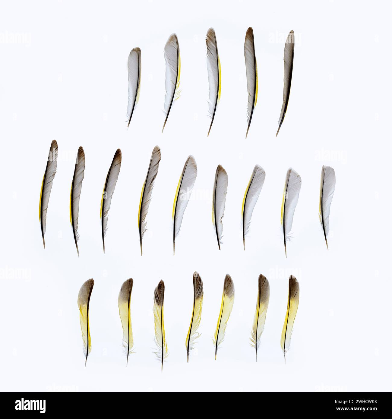 Chloris chloris Cut Out Stock Images & Pictures - Alamy