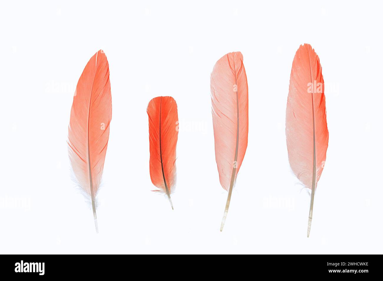 Scarlet ibis or red ibis (Eudocimus ruber), feathers Stock Photo - Alamy