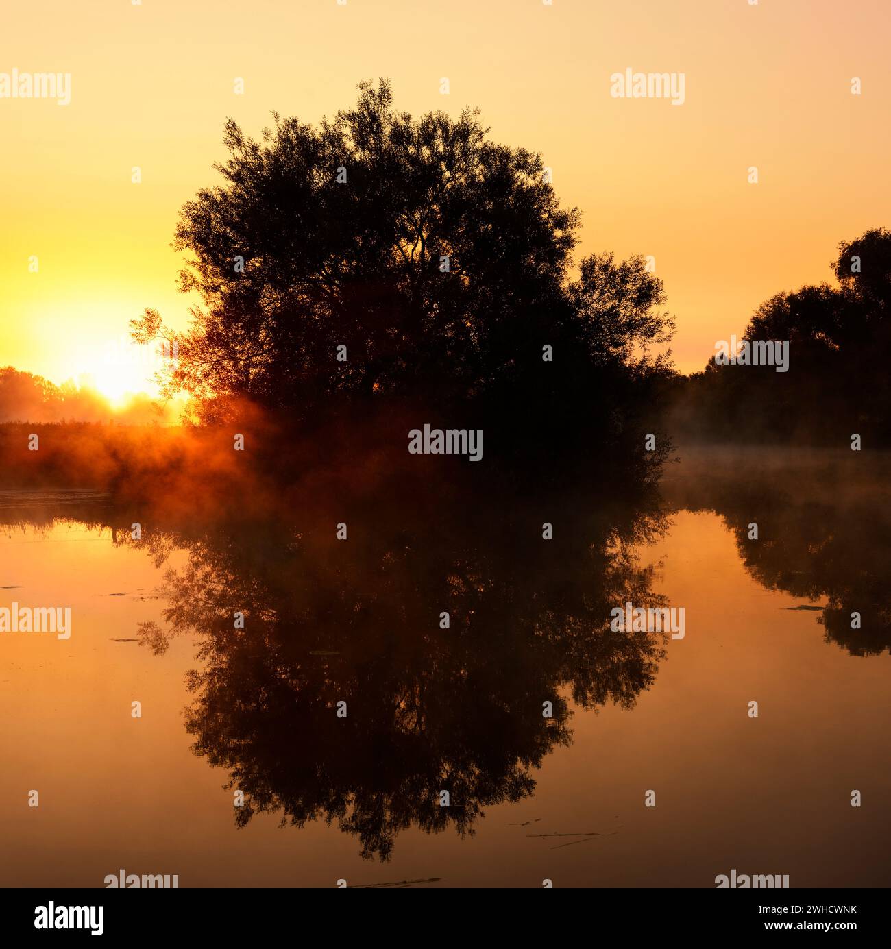 Silver willow (Salix alba) on the river Lippe at sunrise, North Rhine ...