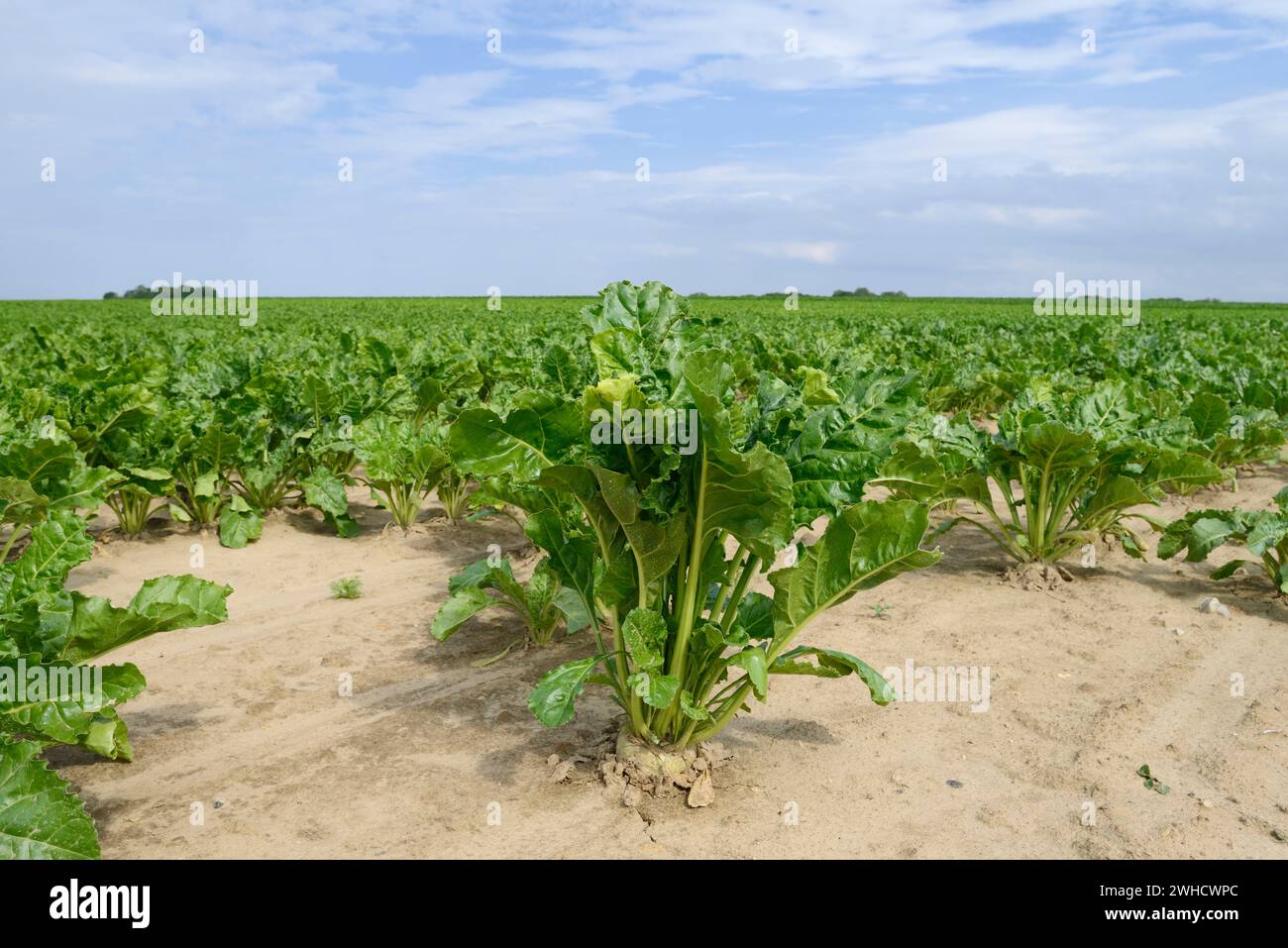 Sugar beet (Beta vulgaris ssp. vulgaris var. altissima) in a field ...