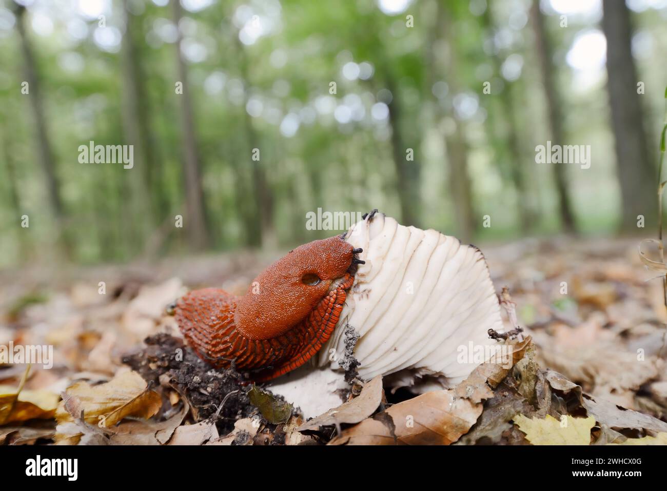 Red snail arion rufus feeding on a mushroom hi-res stock photography ...