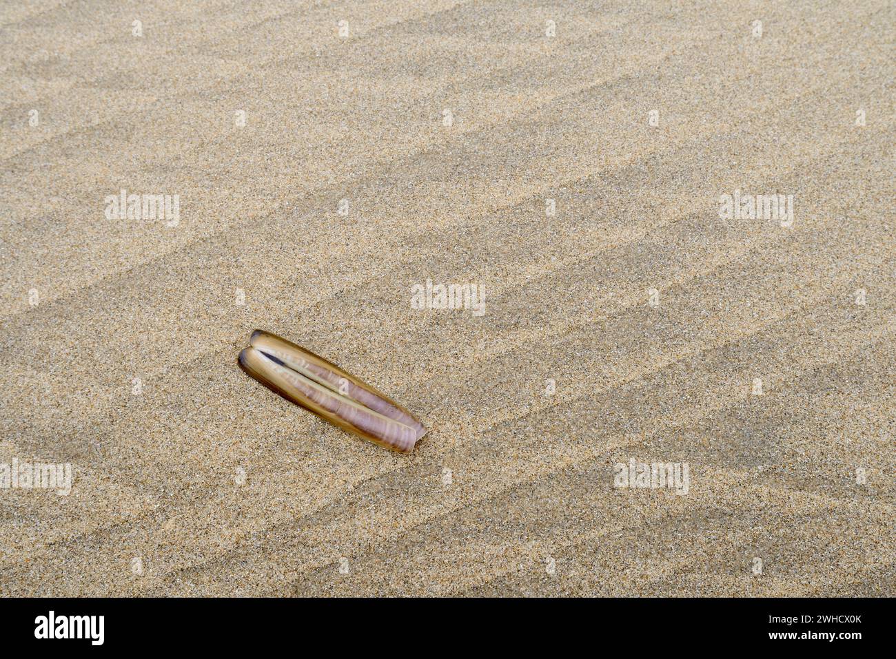 Razor clam shells hi-res stock photography and images - Alamy