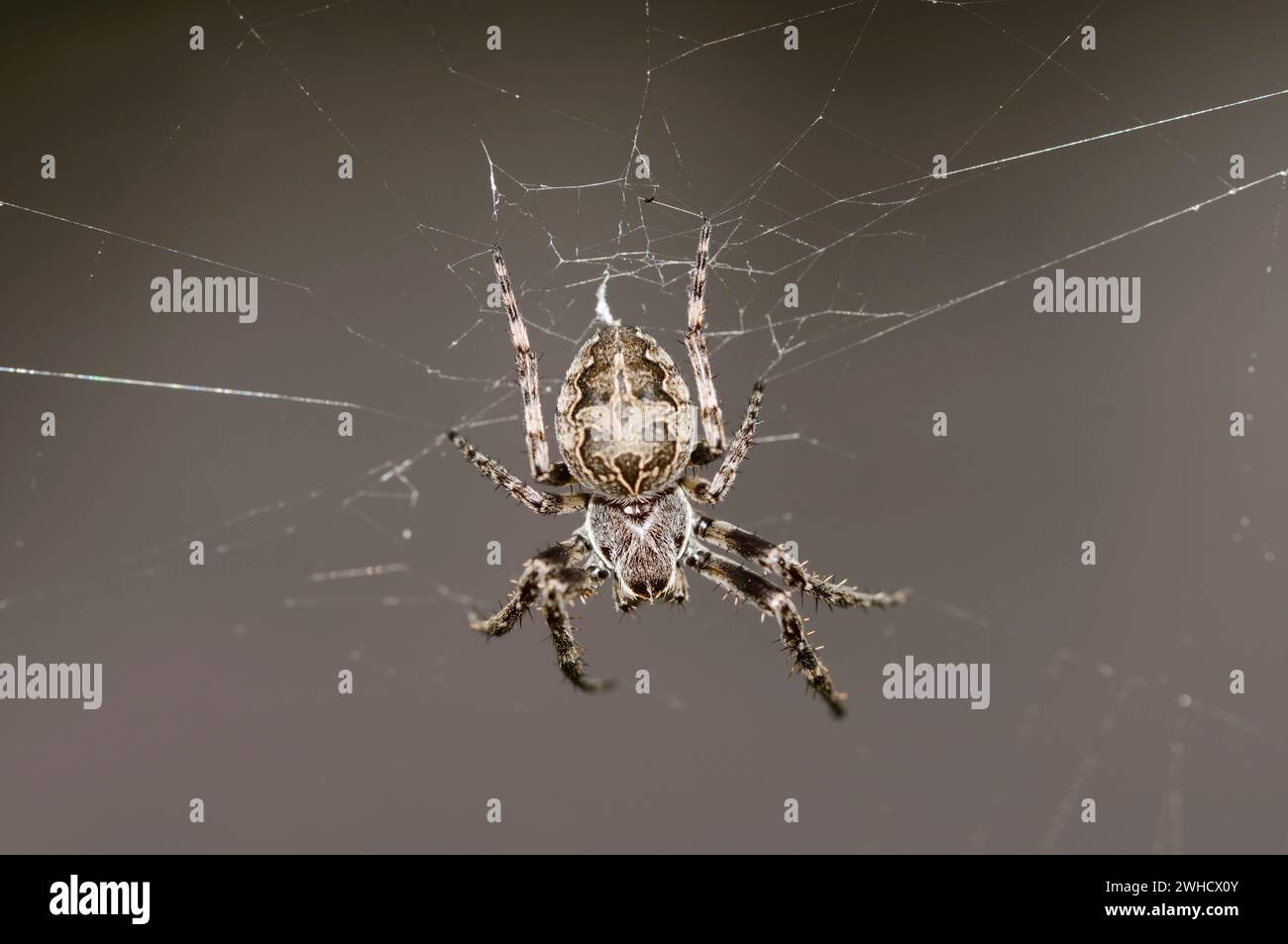 Bridge cross spider or bridge spider larinioides sclopetarius hi-res ...