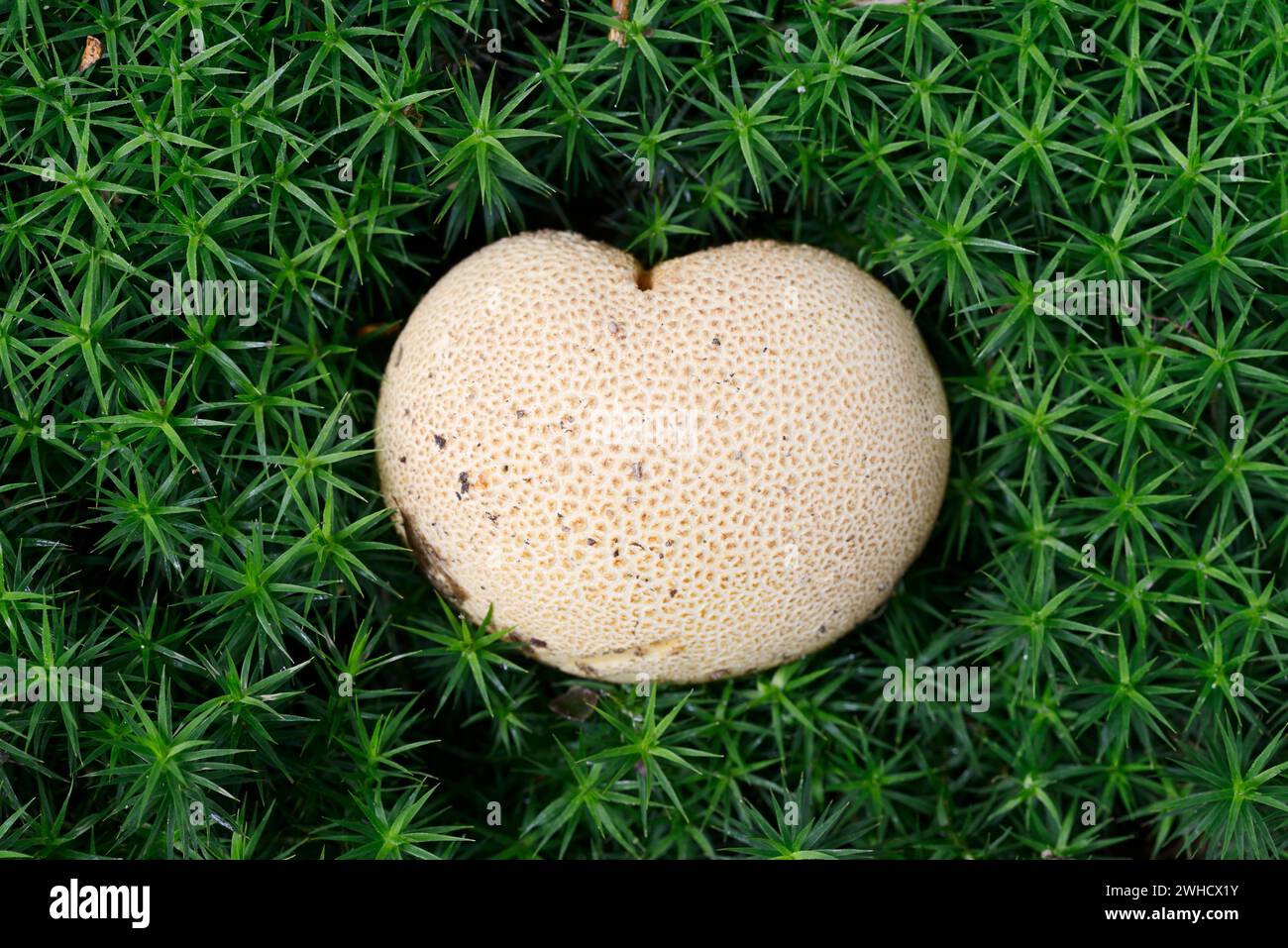 Pigskin poison puffball scleroderma citrinum common haircap moss ...