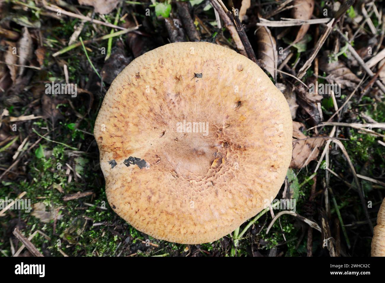 Alder crayfish (Paxillus rubicundulus), North Rhine-Westphalia, Germany ...