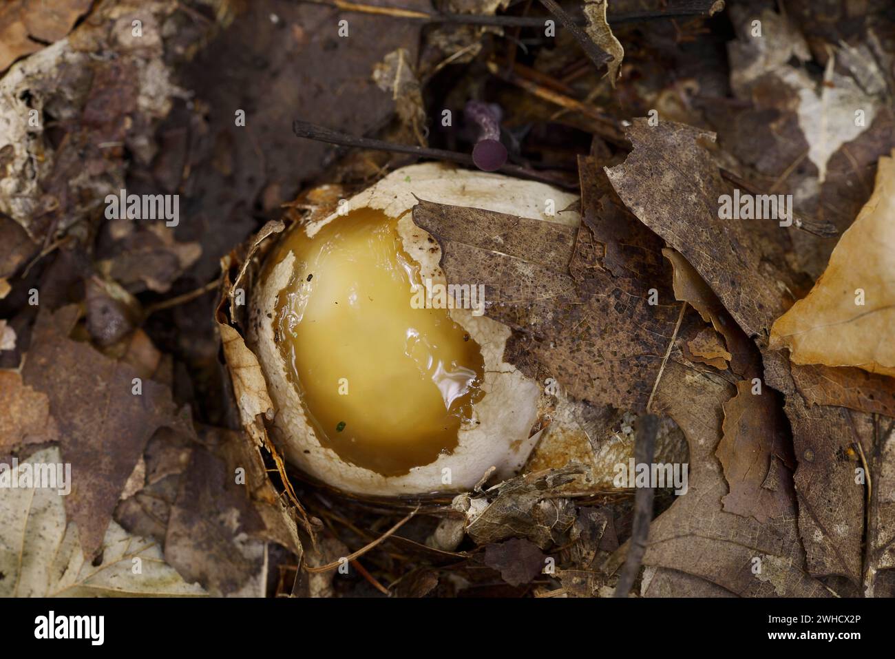 Common stinkhorn (Phallus impudicus), witch's egg, North Rhine ...