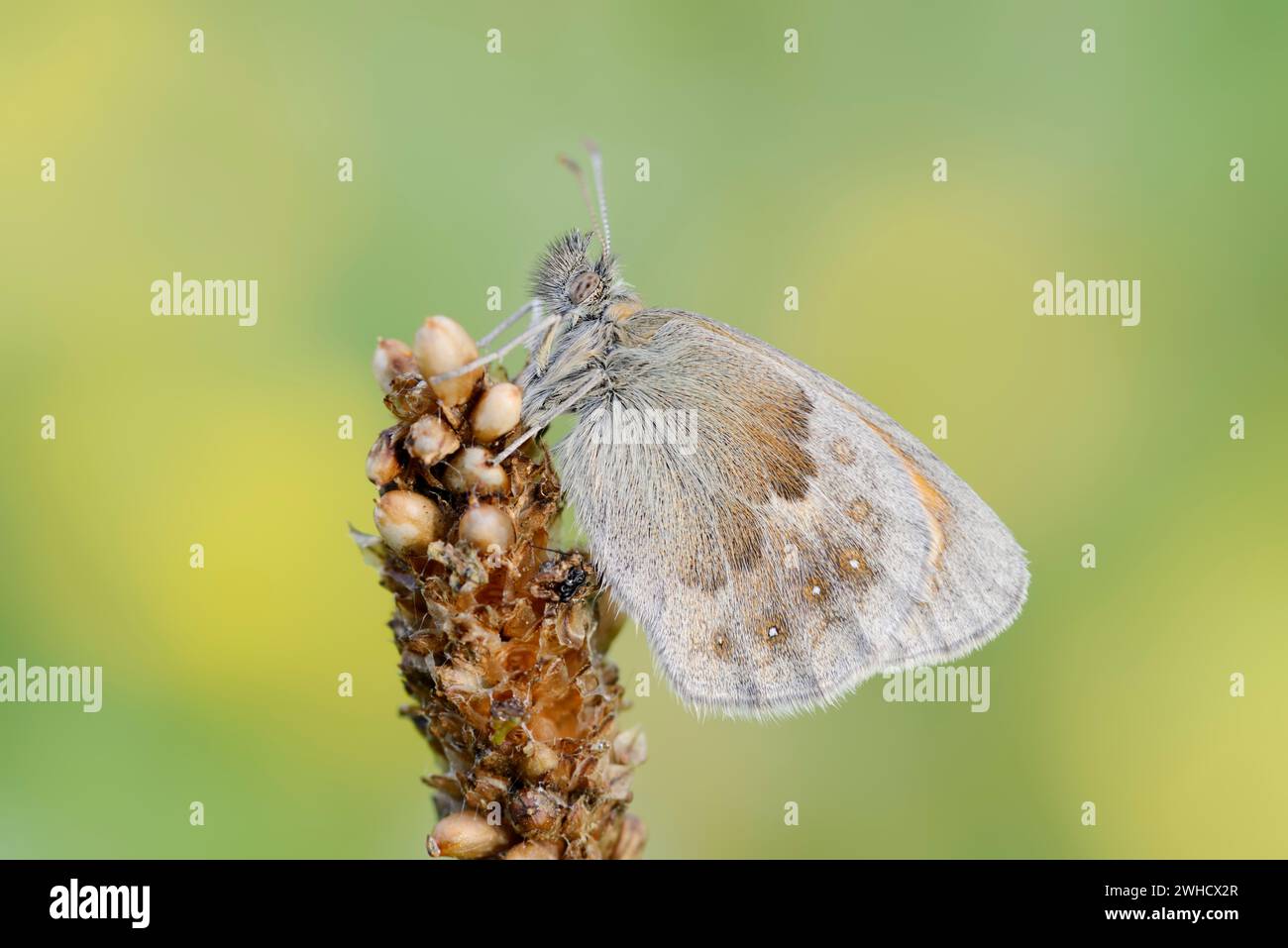 Small meadow butterfly or small hay butterfly (Coenonympha pamphilus ...