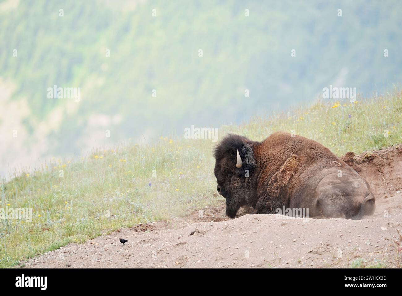 Bull dust hi-res stock photography and images - Alamy