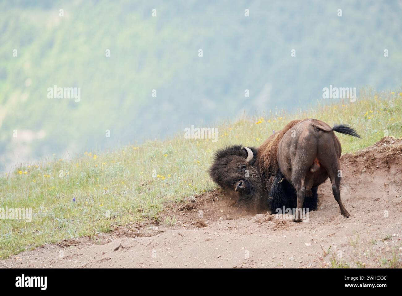 Bull dust hi-res stock photography and images - Alamy