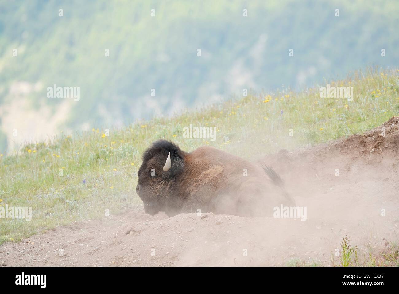Bull dust hi-res stock photography and images - Alamy