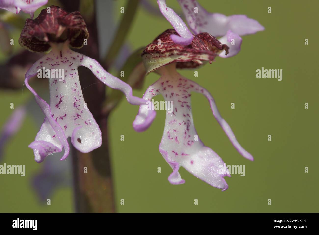 Northern marsh-orchid (Orchis purpurea), flower figure, blossom, two ...