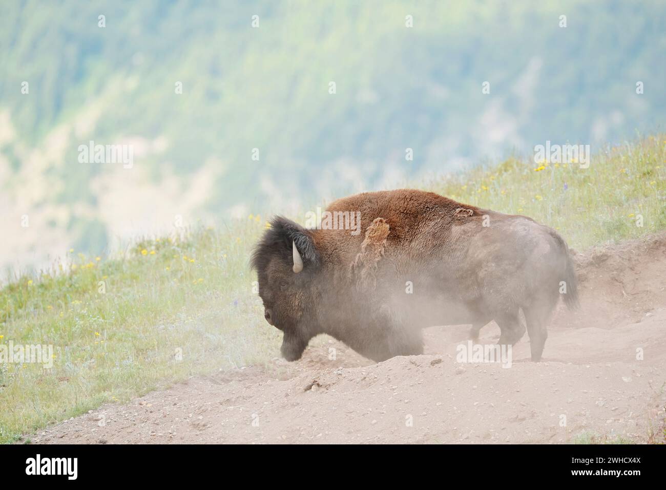 Bull dust hi-res stock photography and images - Alamy