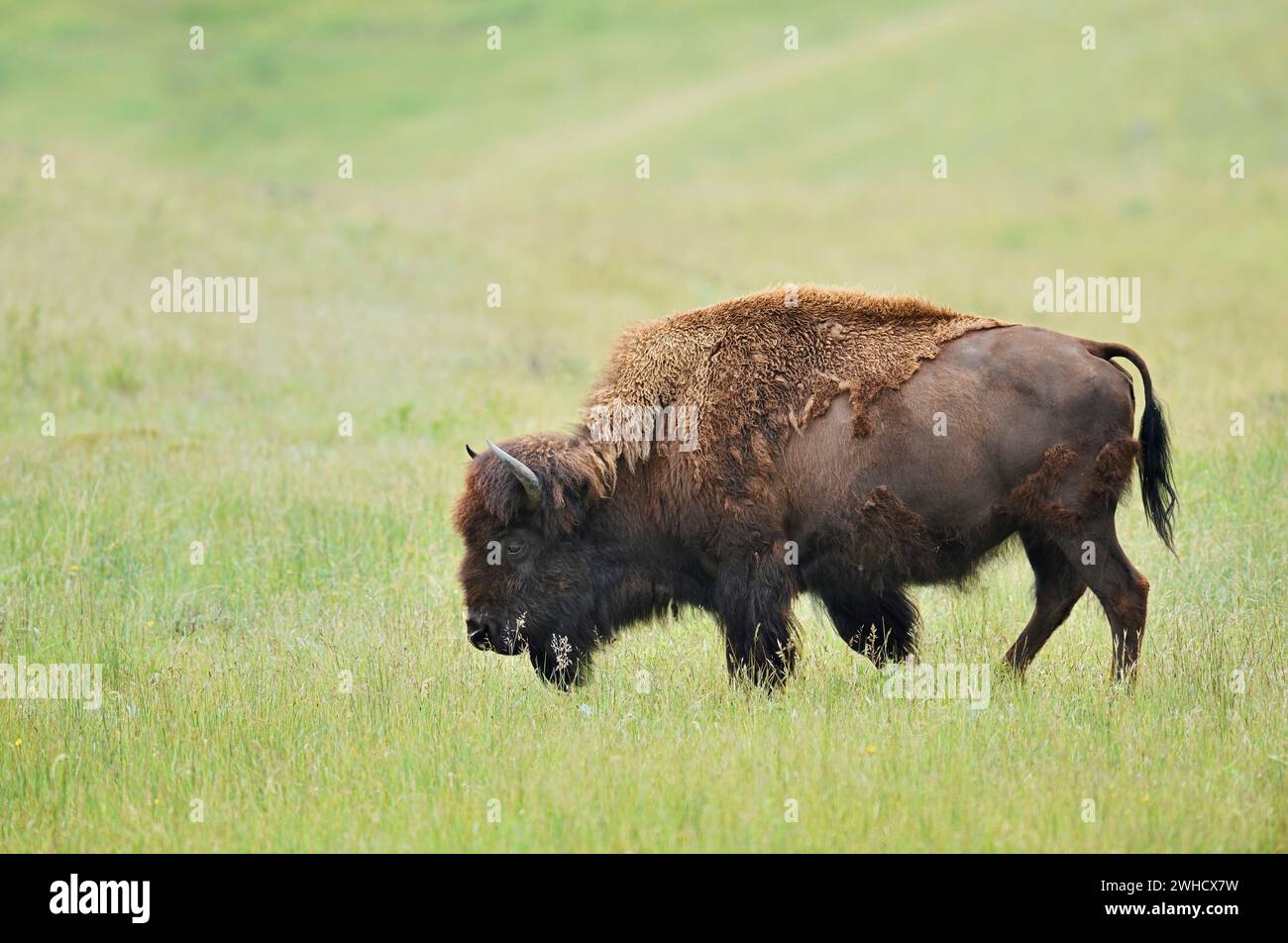 American bison (Bos bison), female, Alberta, Canada Stock Photo - Alamy