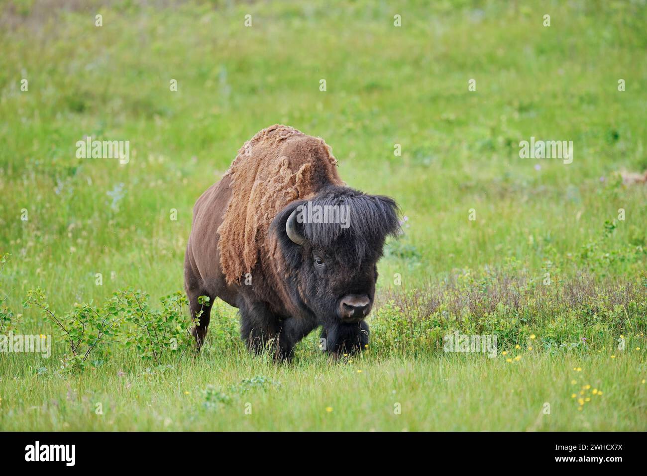 American bison (Bos bison), Bull, Alberta, Canada Stock Photo - Alamy