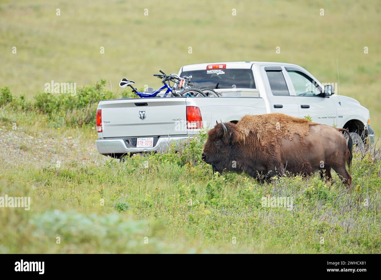 American bison (Bos bison), female and car, Alberta, Canada Stock Photo ...