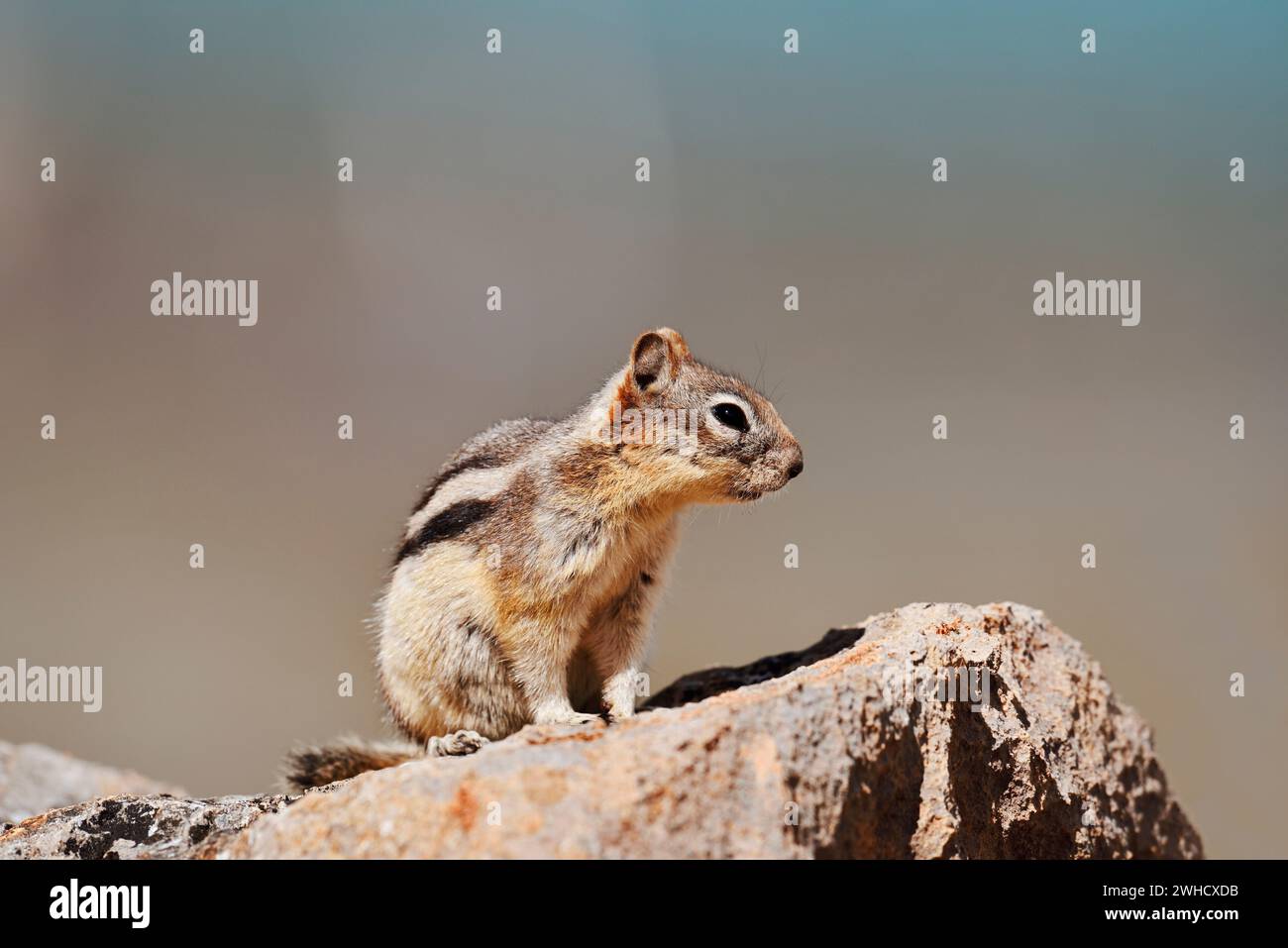 Golden mantle gopher (Callospermophilus lateralis, Spermophilus ...