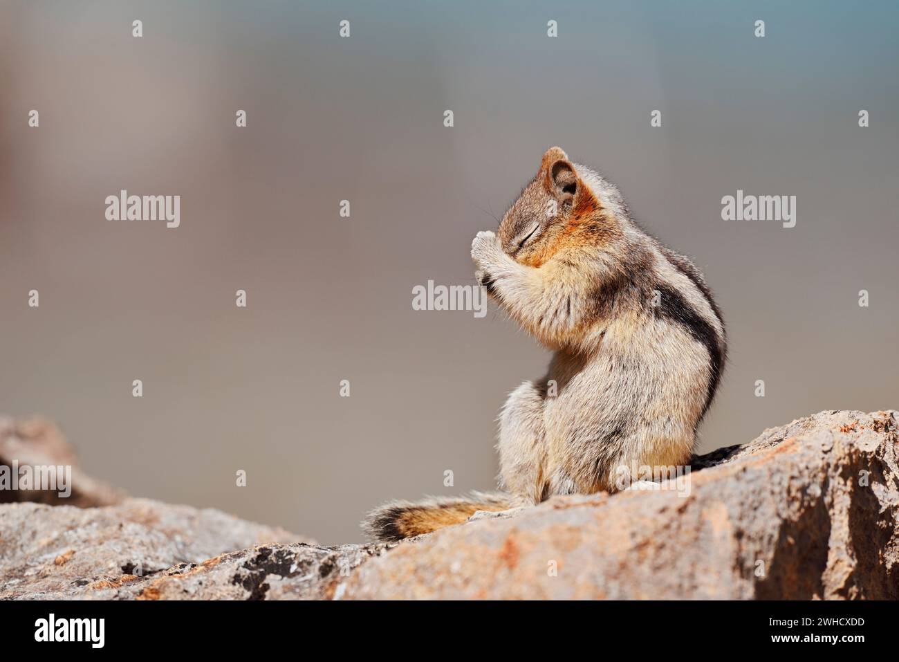 Golden mantled gopher (Callospermophilus lateralis, Spermophilus ...