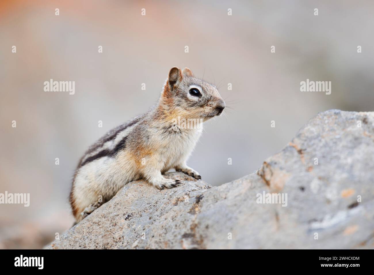 Golden mantle gopher (Callospermophilus lateralis, Spermophilus ...