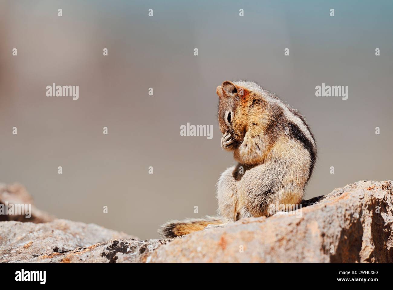 Golden mantled gopher (Callospermophilus lateralis, Spermophilus ...
