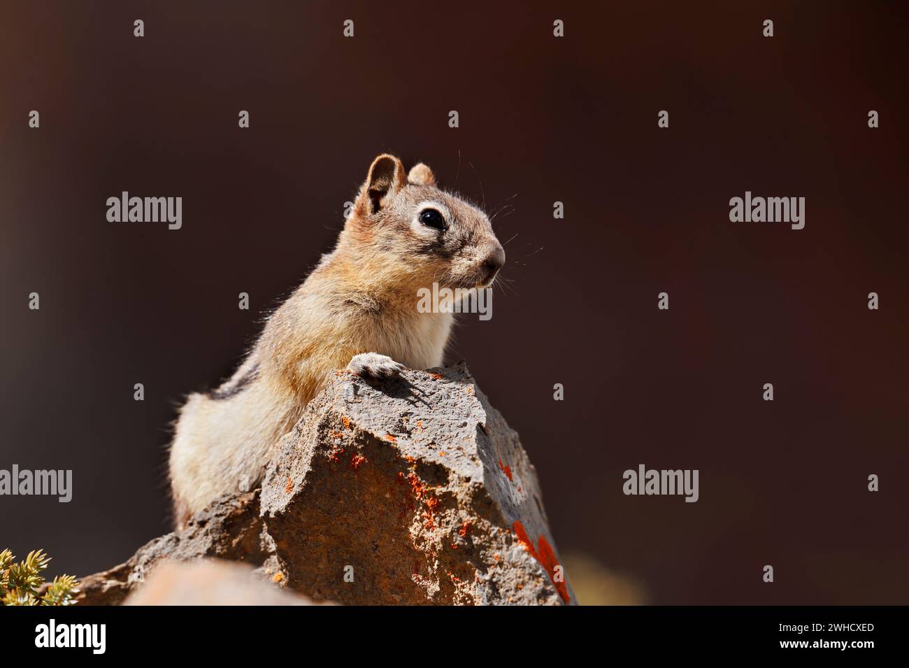Golden mantle gopher (Callospermophilus lateralis, Spermophilus ...