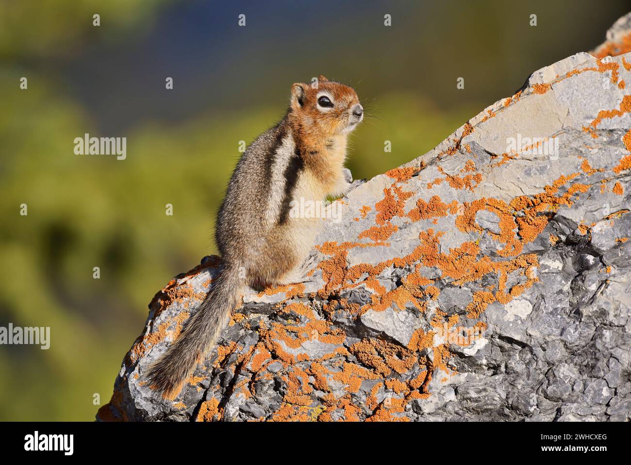 Golden mantle gopher (Callospermophilus lateralis, Spermophilus ...