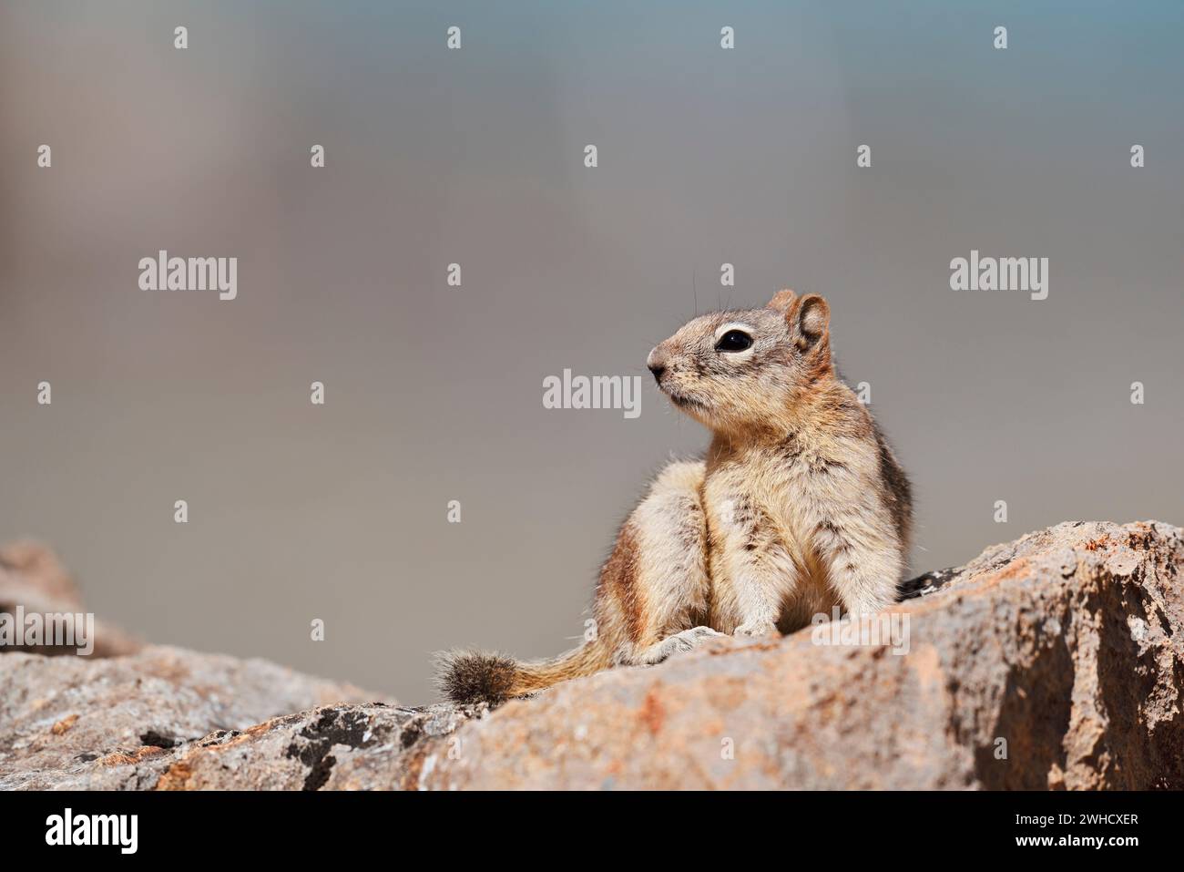 Golden mantle gopher (Callospermophilus lateralis, Spermophilus ...