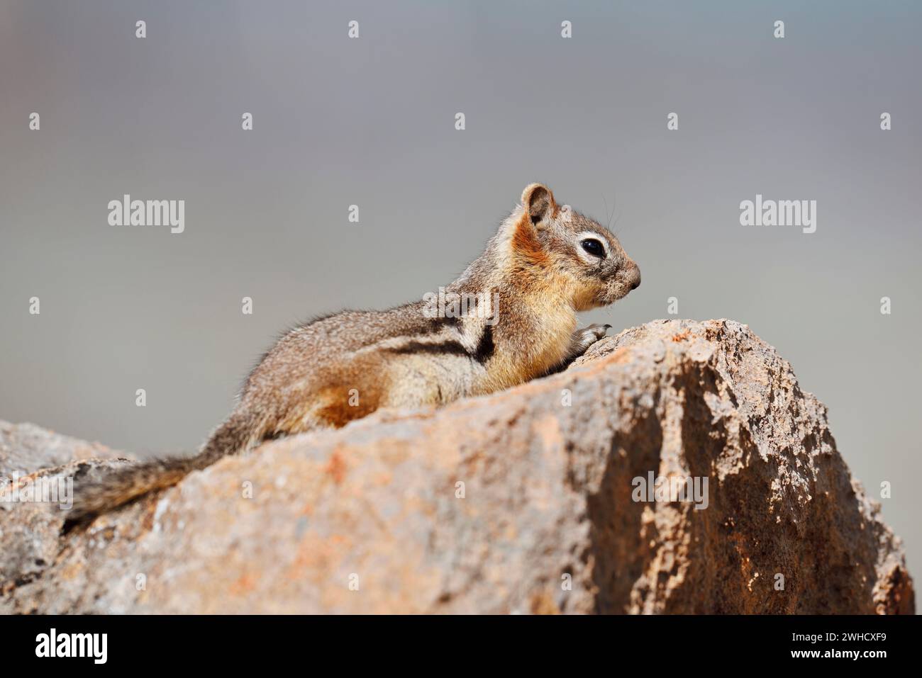 Golden mantle gopher (Callospermophilus lateralis, Spermophilus ...