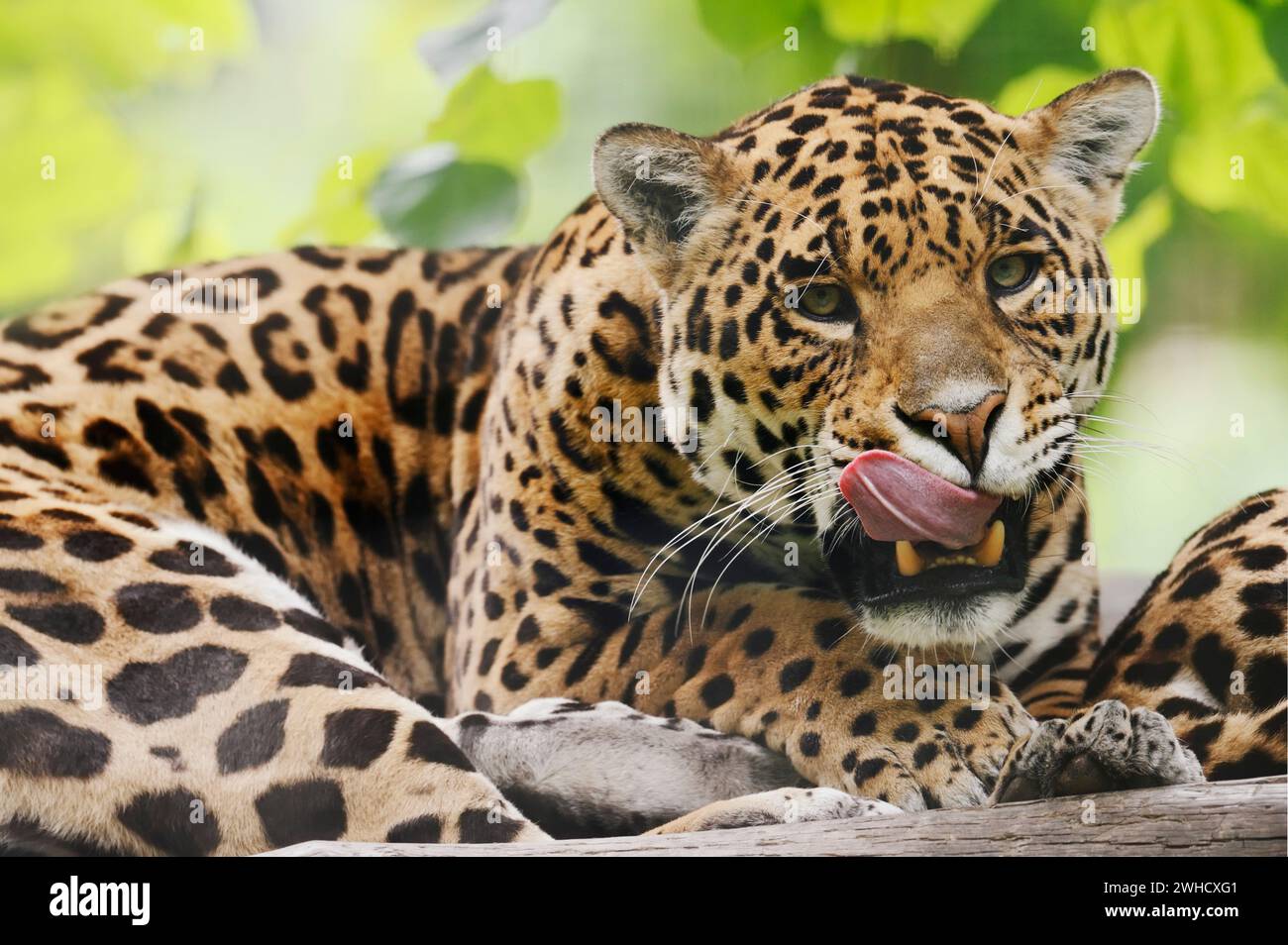Jaguar (Panthera onca), occurring in Central America and South America ...