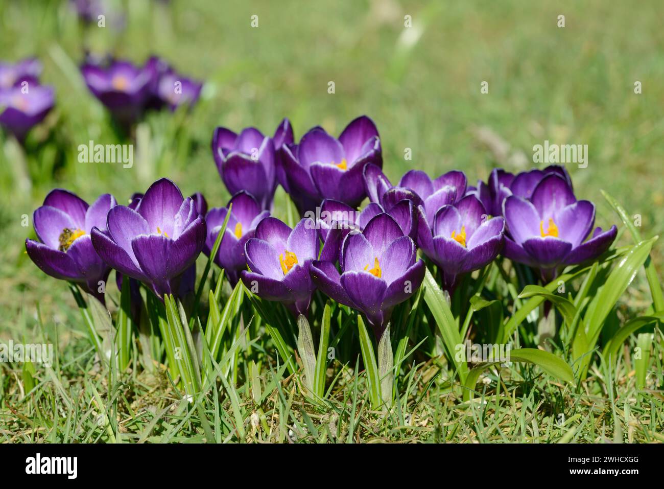 Crocus (Crocus spec.), North Rhine-Westphalia, Germany Stock Photo - Alamy