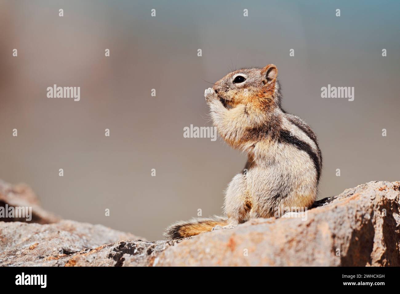 Golden mantled gopher (Callospermophilus lateralis, Spermophilus ...