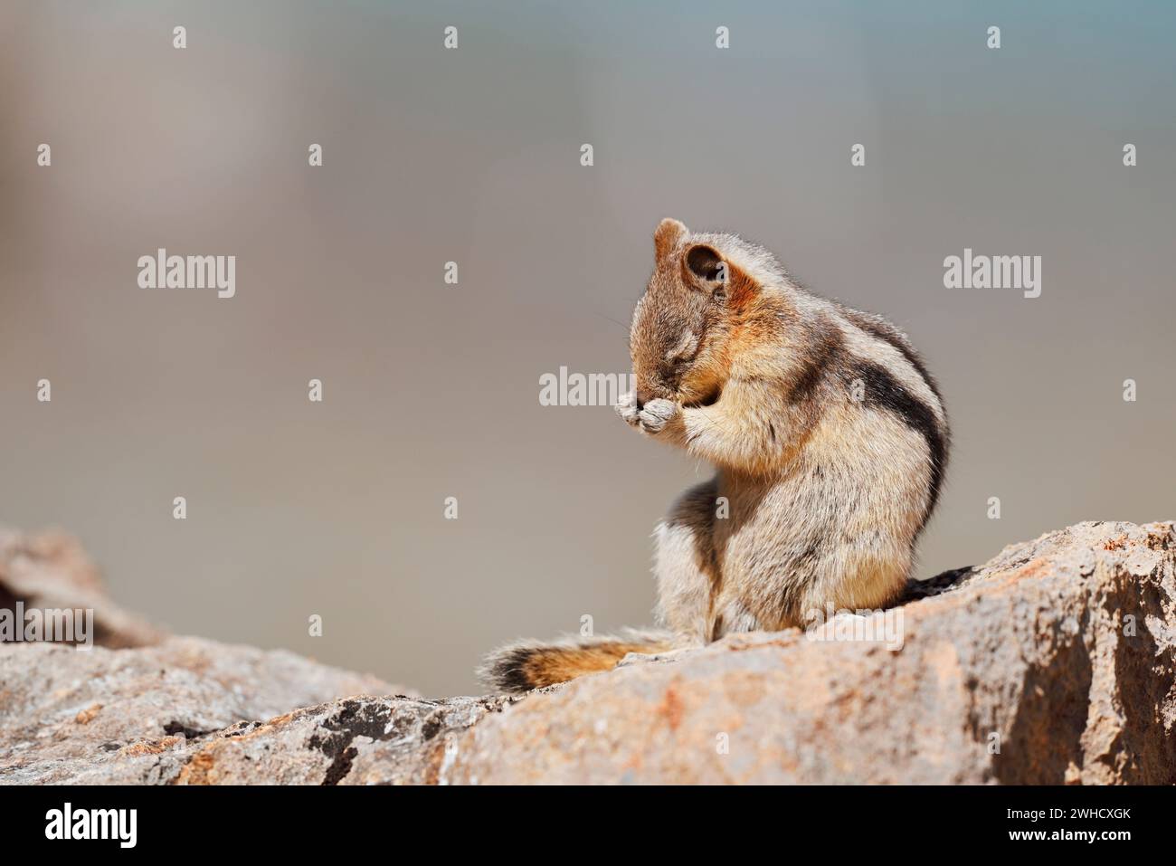 Golden mantled gopher (Callospermophilus lateralis, Spermophilus ...