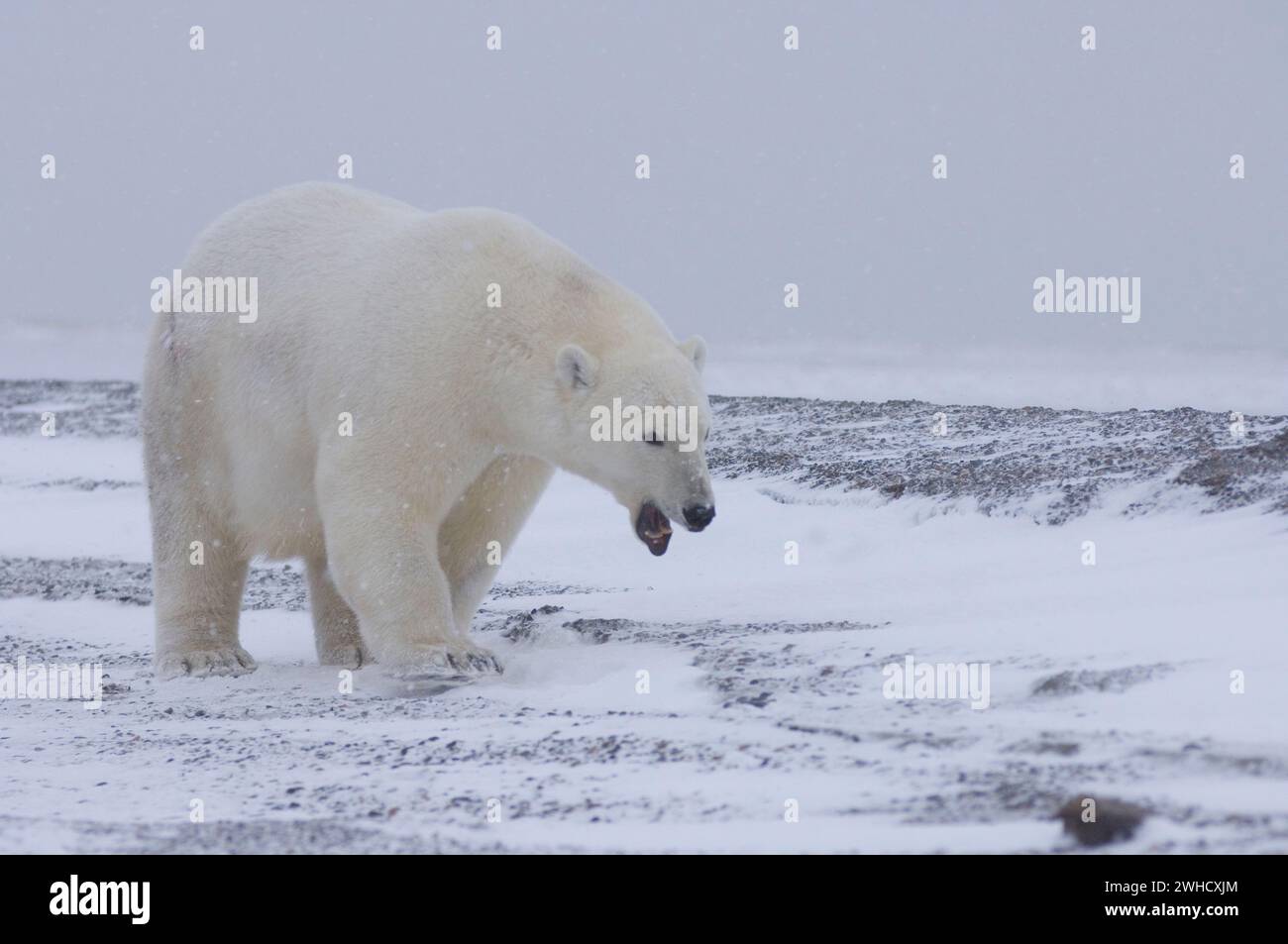 polar bear, Ursus maritimus Boar neck thicker then head on a barrier ...