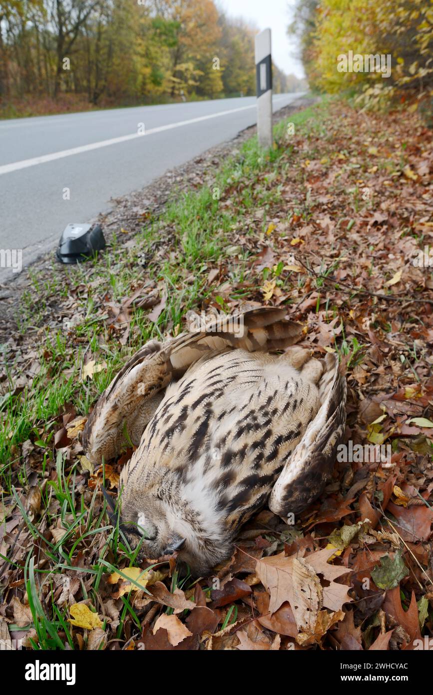 European eagle owl (Bubo bubo) lying dead by the roadside, North Rhine ...