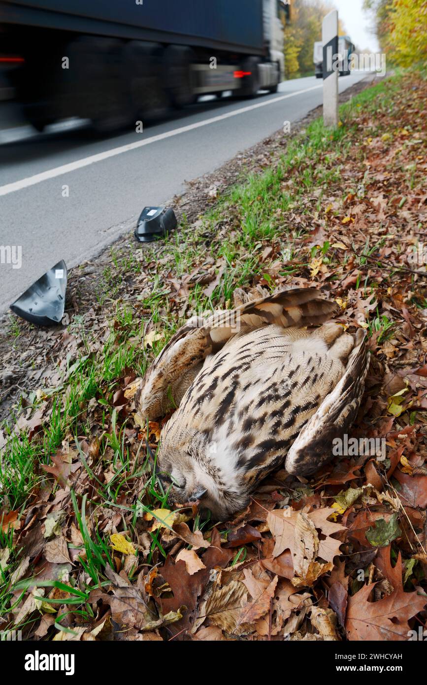 European eagle owl (Bubo bubo) lying dead by the roadside, North Rhine ...