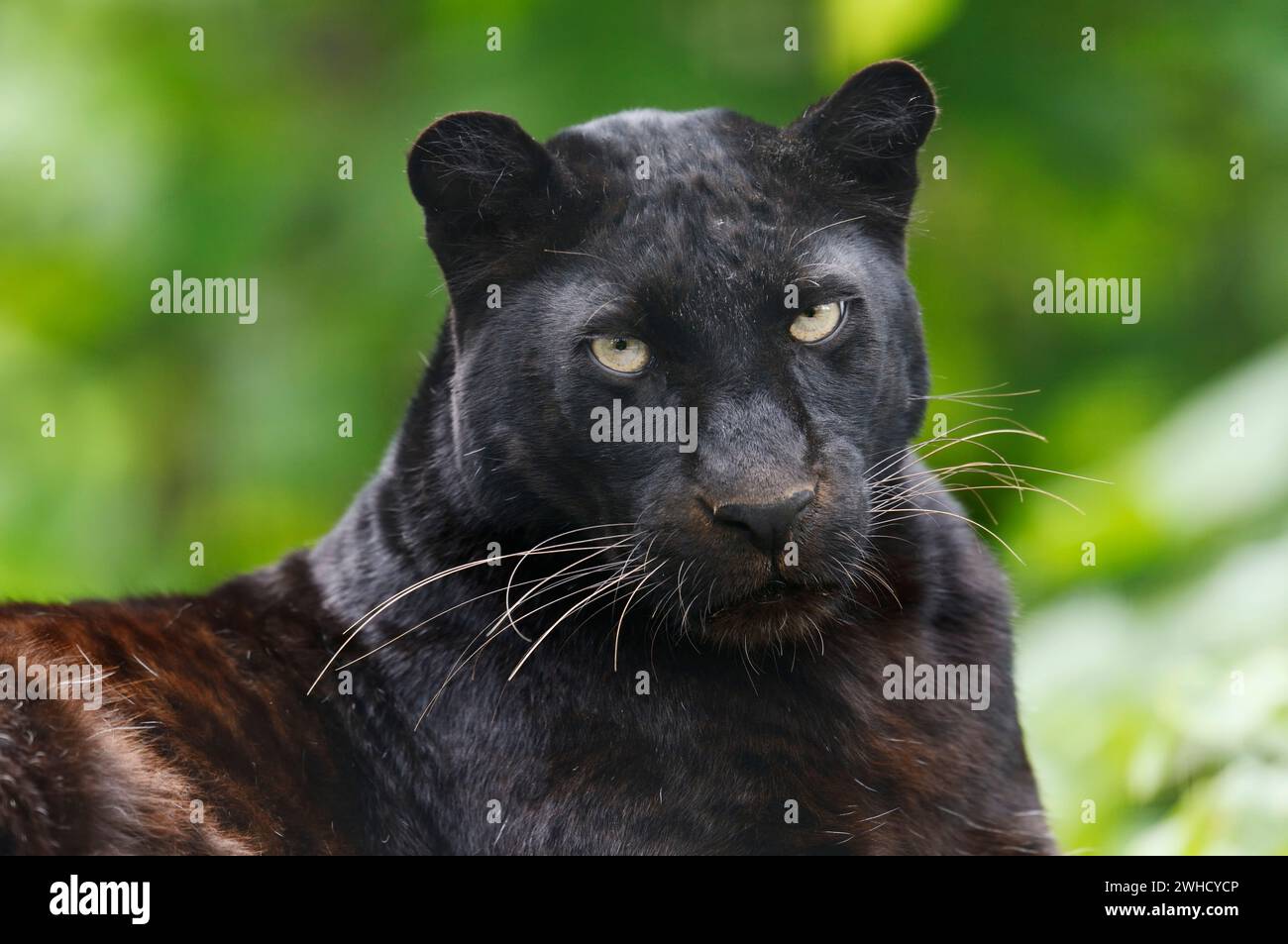 Leopard or black panther (Panthera pardus), portrait, India Stock Photo ...